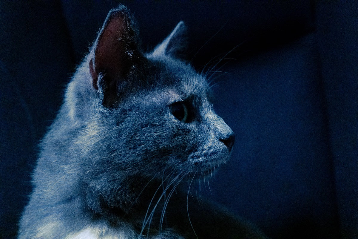 História incrível do gato Smudge e sua experiência espiritual – Loja ...